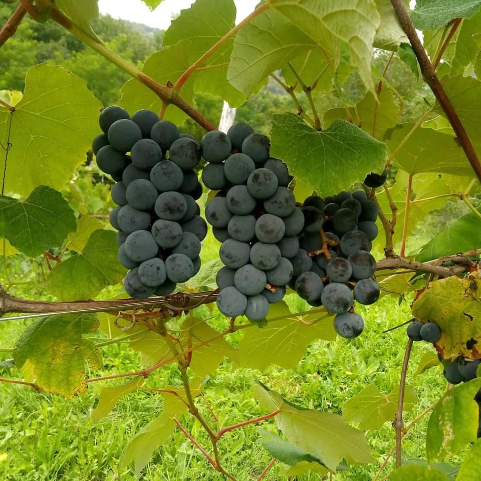 La nostra tradizione il Vino Clinton o Clinto – CEA MEP Museo Media Piave